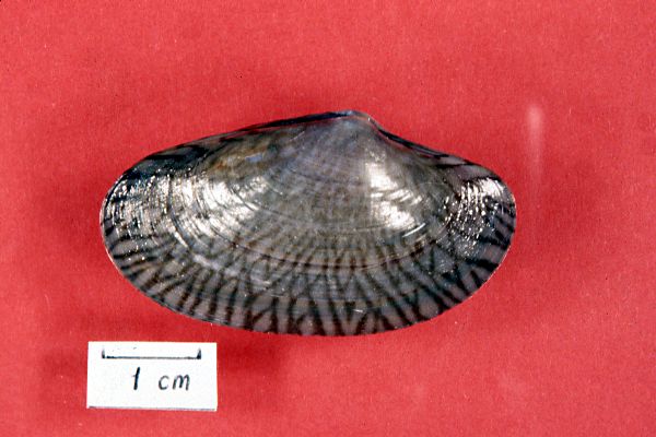 Paphia undulata (Born)